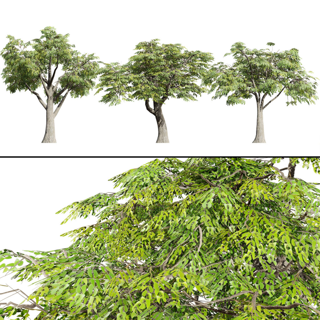 South African Mopane Tree 3D Model - mehrazvira.com