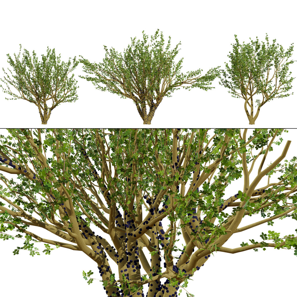 Tropical Jaboticaba Tree 3D Model - mehrazvira.com
