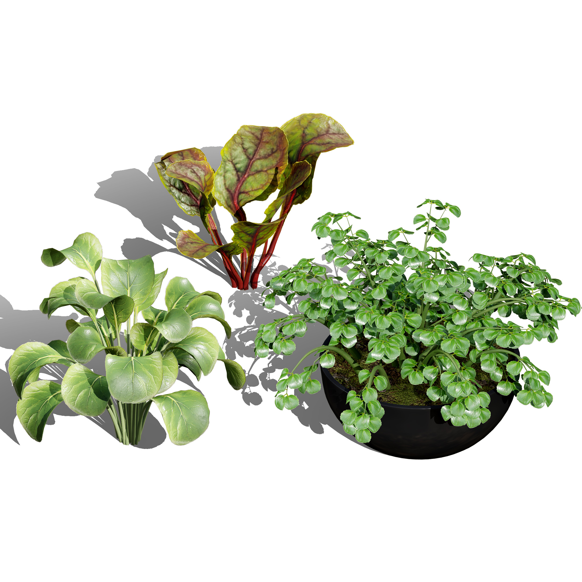 3D Leafy Green Plants Pack - mehrazvira.com