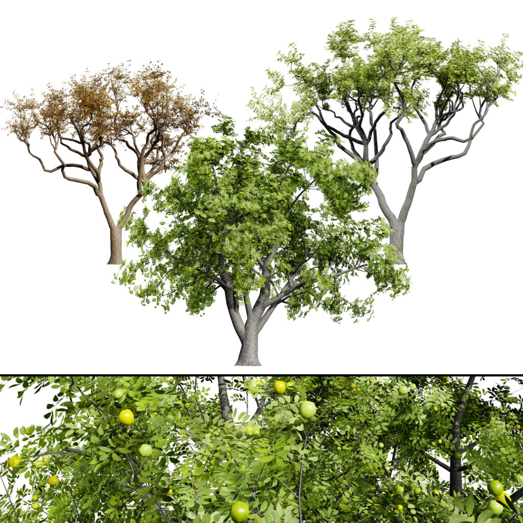 Marula Tree 3D Model Pack - mehrazvira.com