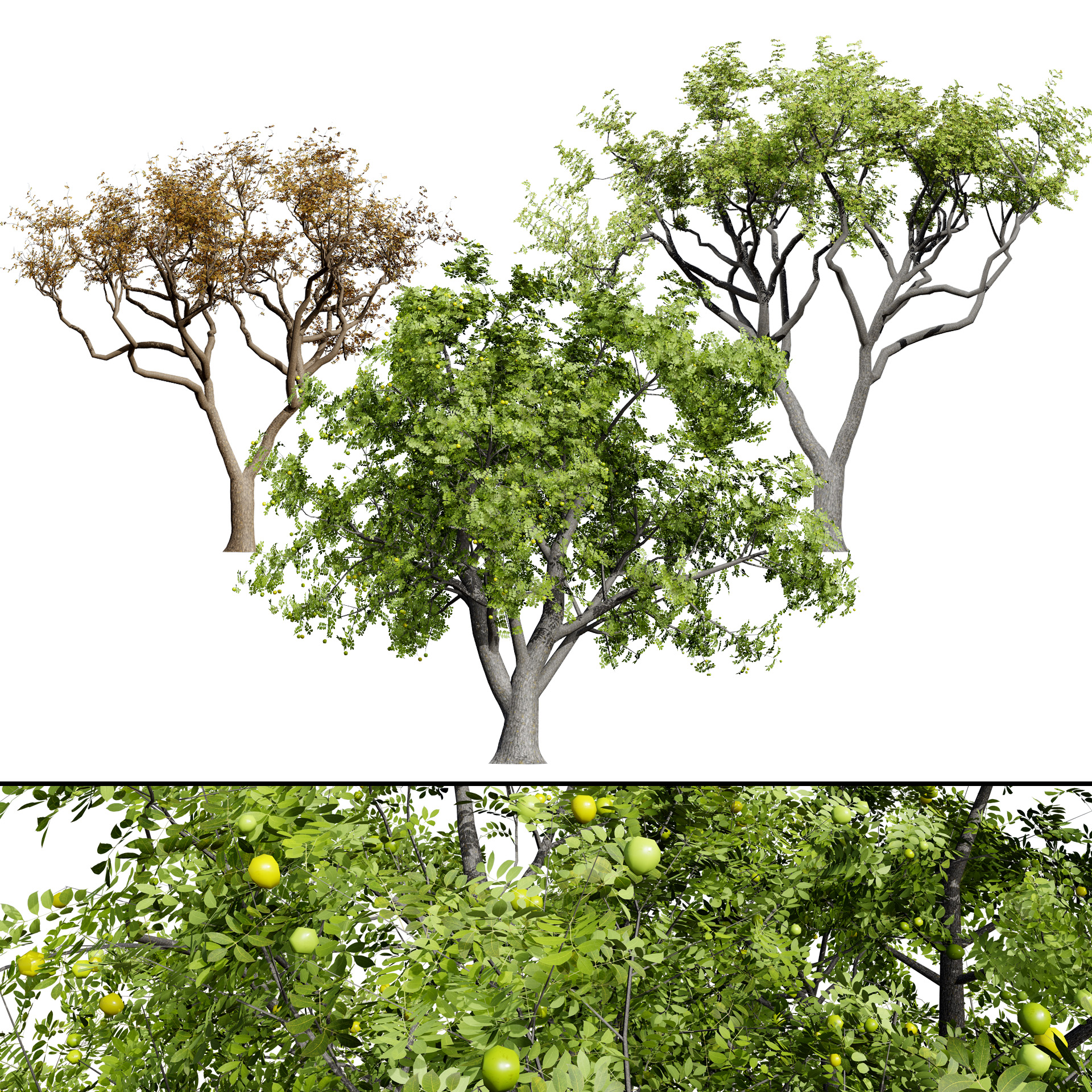 Marula Tree 3D Model Pack - mehrazvira.com