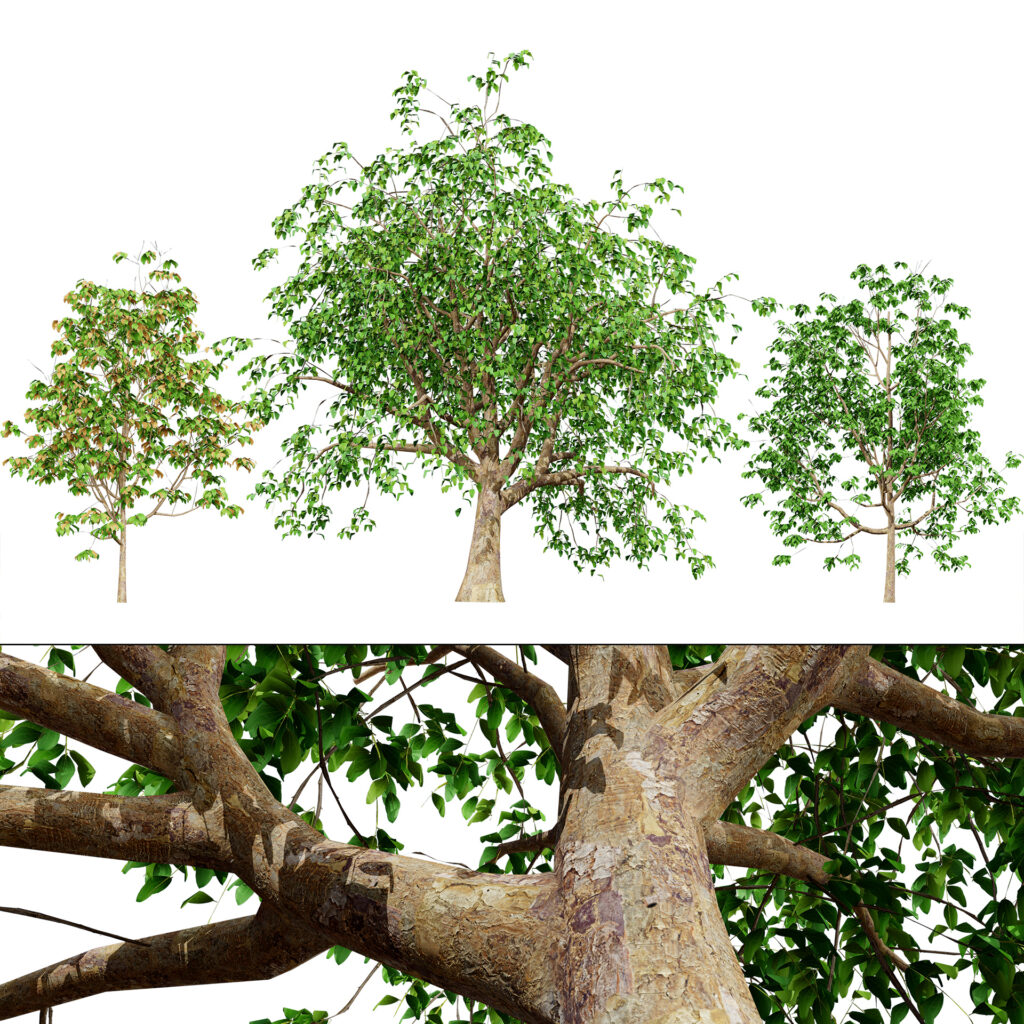 Cinnamon Ceylon Tree 3D Model - mehrazvira.com