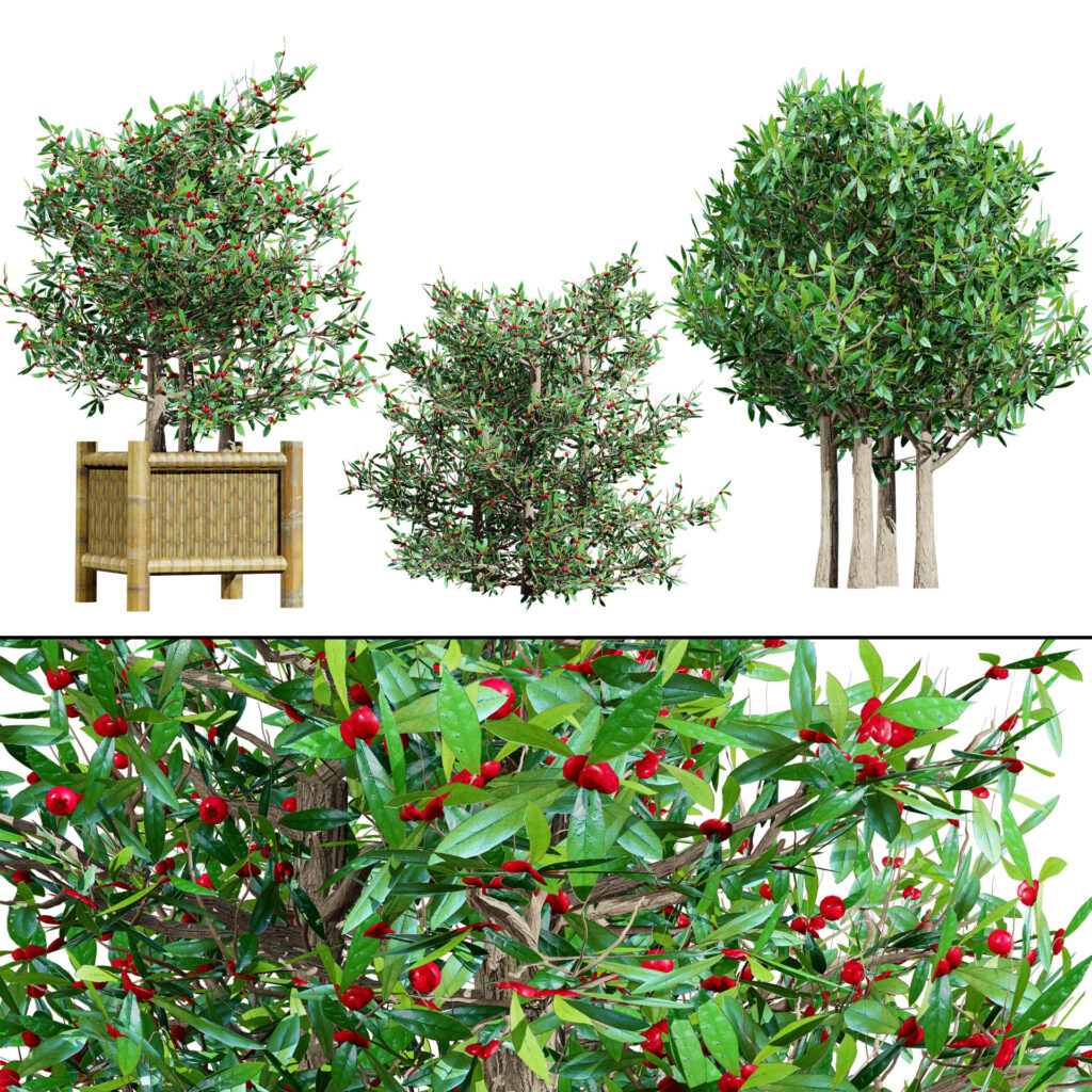 South African Miracle Berry Plant 3D Model - mehrazvira.com