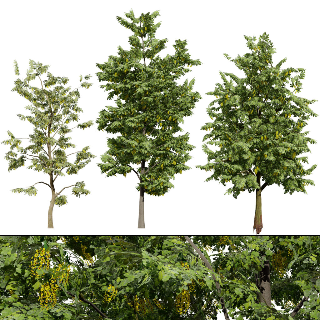 UK Alder British Trees 3D Model - mehrazvira.com