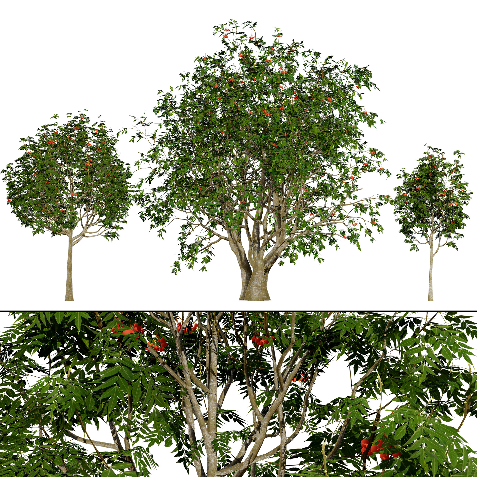 UK Rowan Tree 3D Model Pack - mehrazvira.com