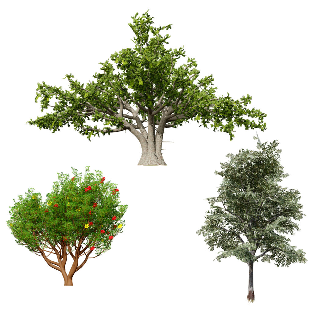 Moroccan Tree Pack - mehrazvira.com