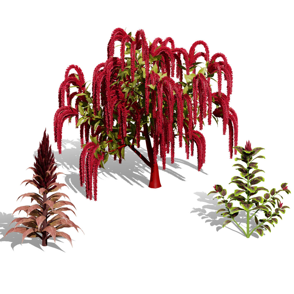 Amaranthus Collection 3D Model - mehrazvira.com