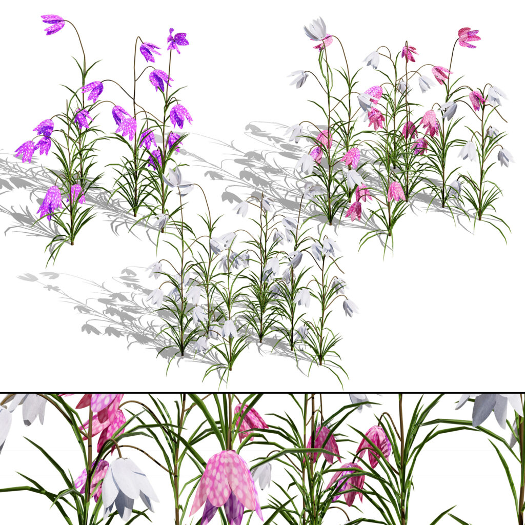 British Fritillary Flowers 3D Models - mehrazvira.com